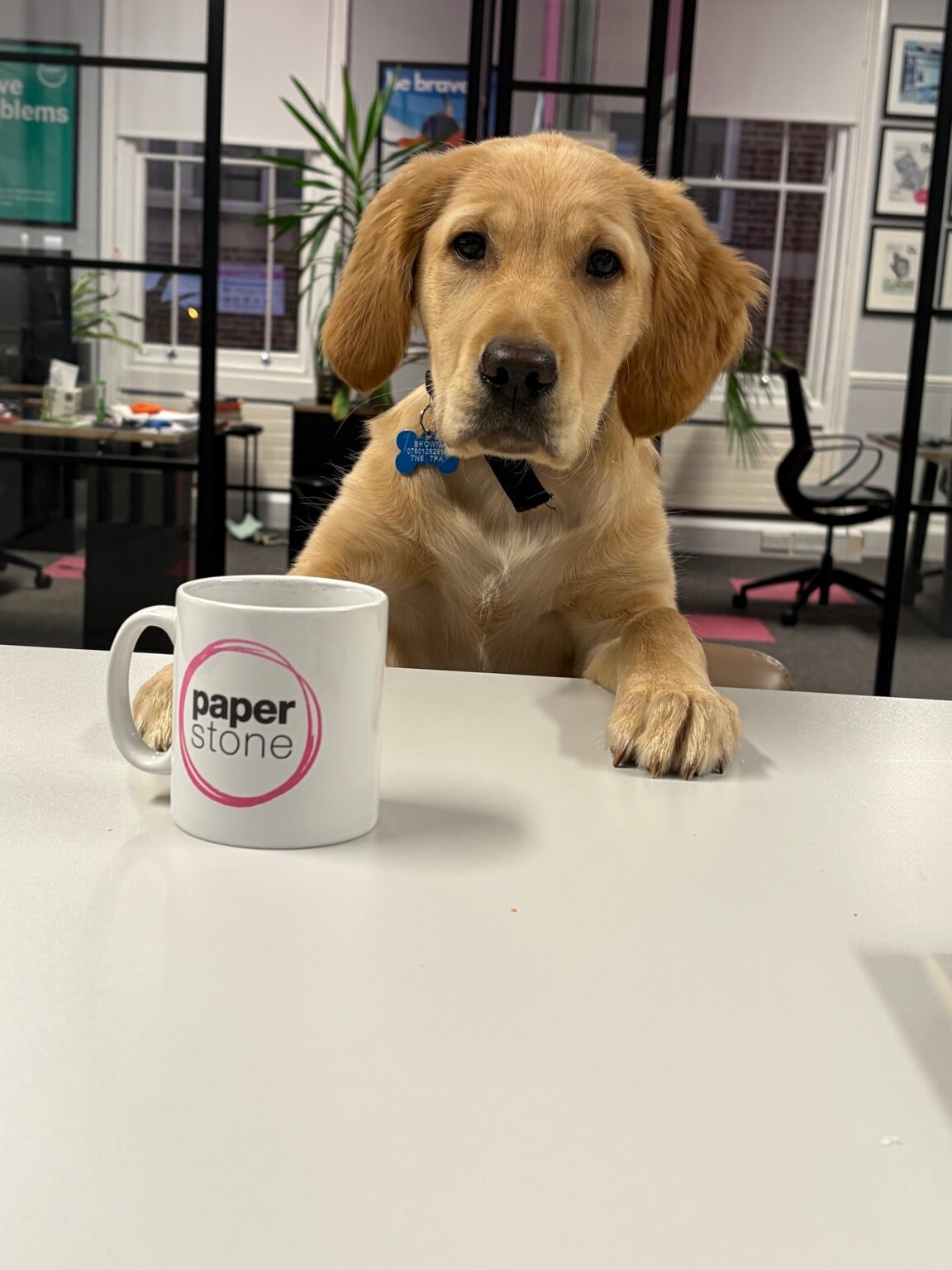 Office dogs: An increasingly pup-ular choice?